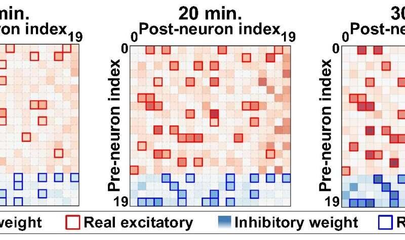 A brain-like chip interprets neural network connectivity in real time ...