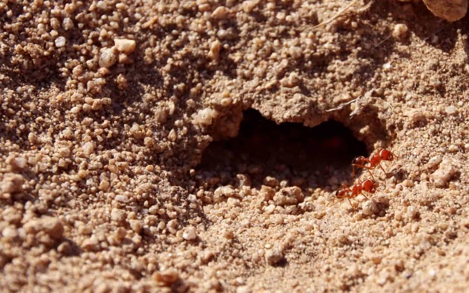 See the Amazing Underground Footage of Aggressive Fire Ants Beheading ...