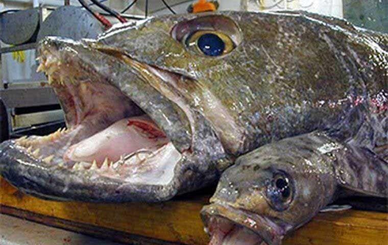 South Georgia opens license application for 2026 toothfish fisheries ...