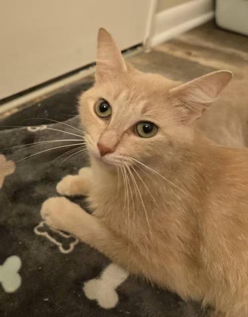 🐱 Friendly Cats Waiting for Loving Homes in Walled Lake - NewsBreak