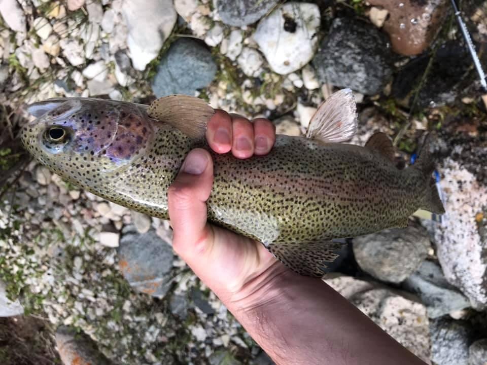 Trout Facts All Beginner Anglers Need To Know Before Fishing In Wyoming ...