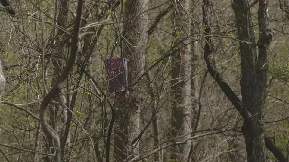 Oklahoma Forestry Service Teams With Local Parks To Detect, Trap ...